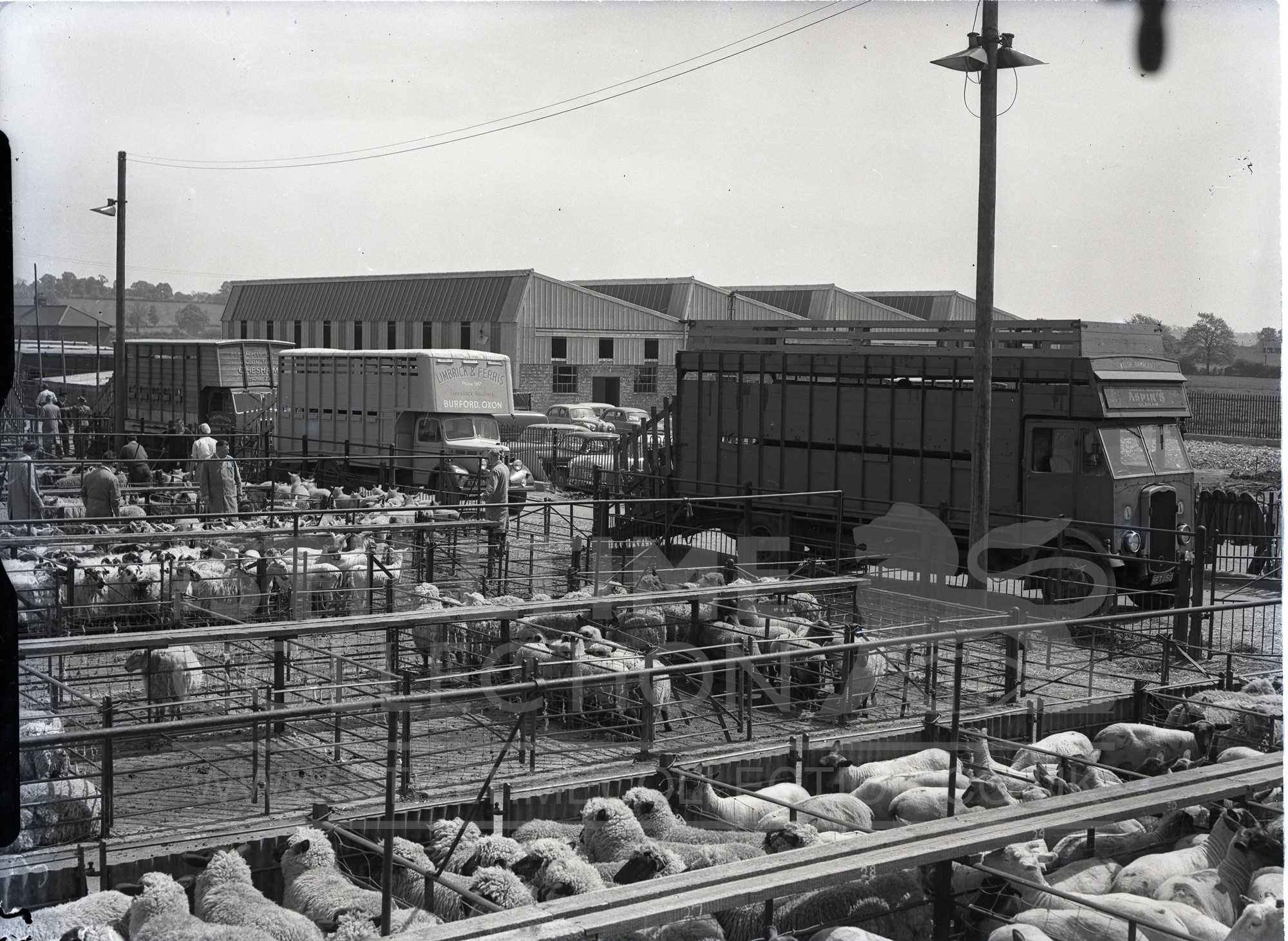 tpt transport truck lorry wagon cattle cows place area scene scenery ...