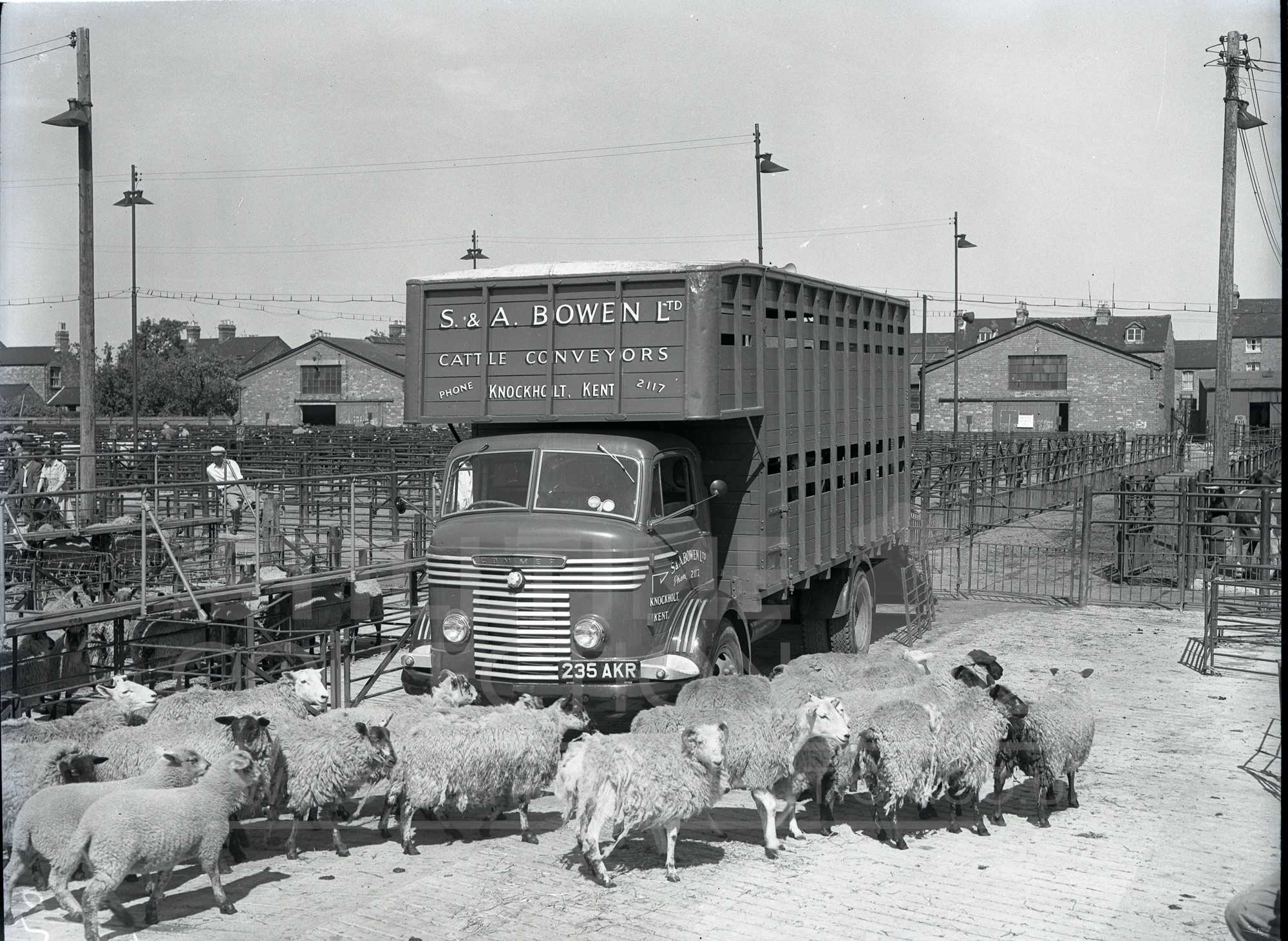 tpt transport truck lorry wagon cattle cows place area scene scenery ...