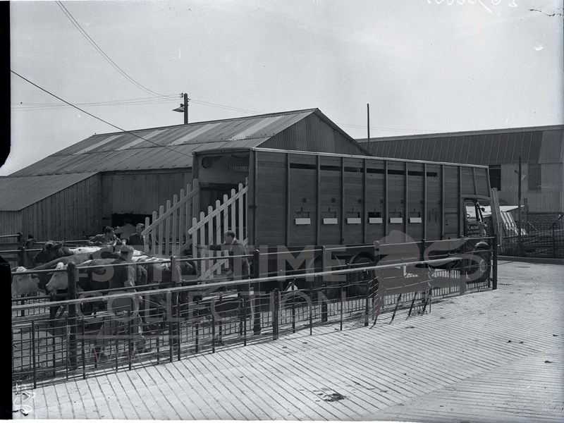 tpt transport truck lorry wagon cattle cows place area scene scenery ...