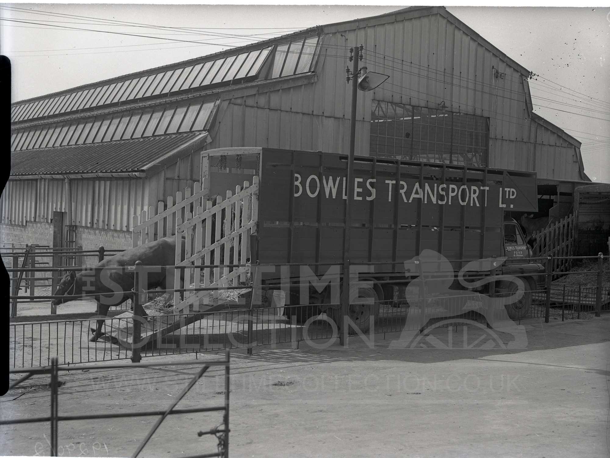 tpt transport truck lorry wagon farm animals cattle cows transportation ...