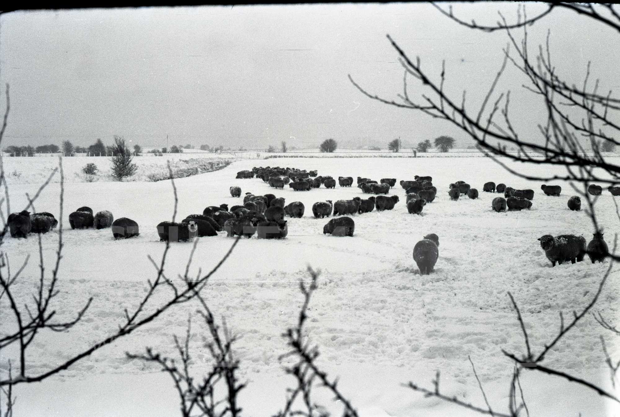 snow frozen cold sheep | The Stilltime Collection