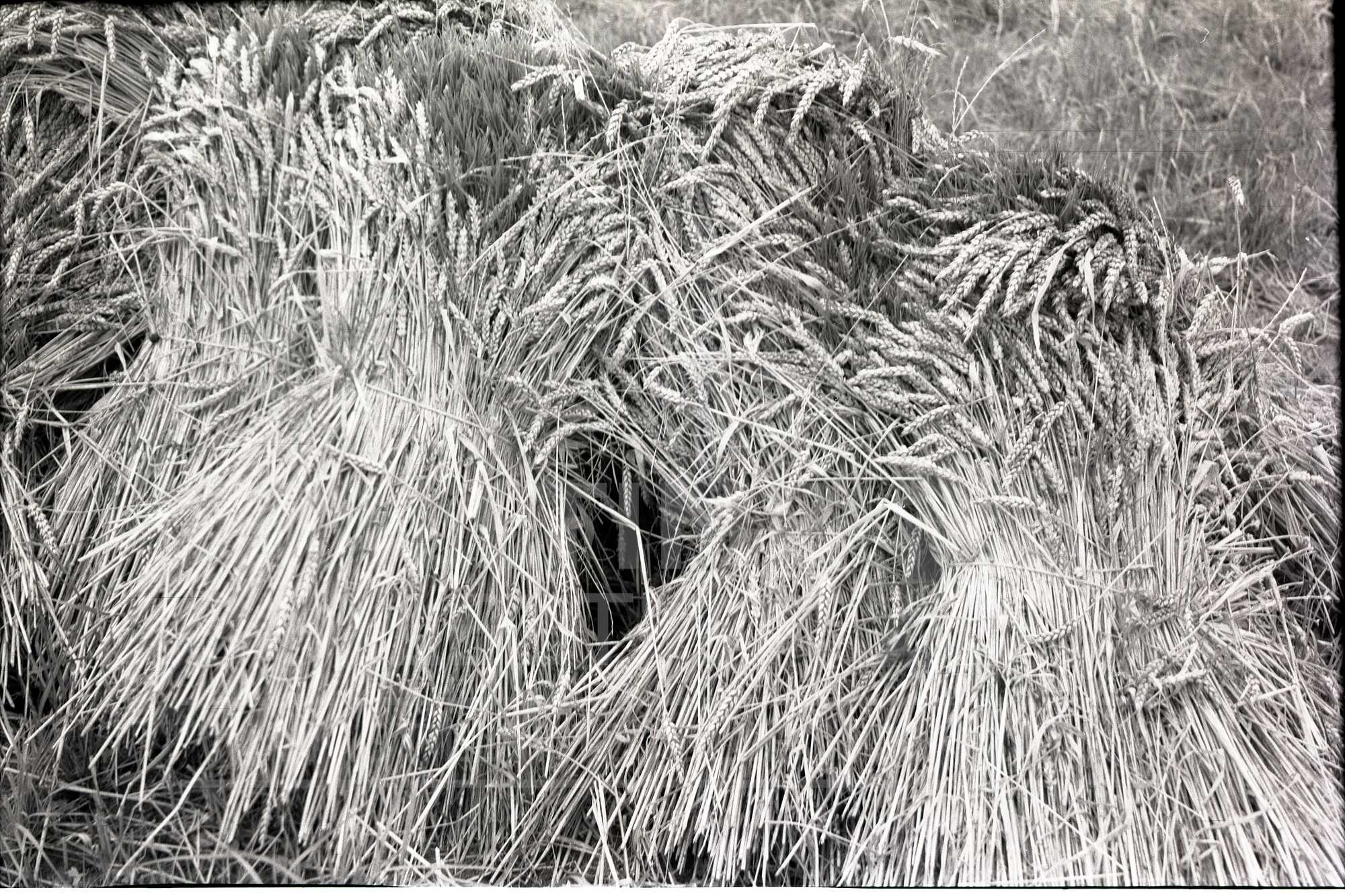 farming agriculture corn stooks grain | The Stilltime Collection