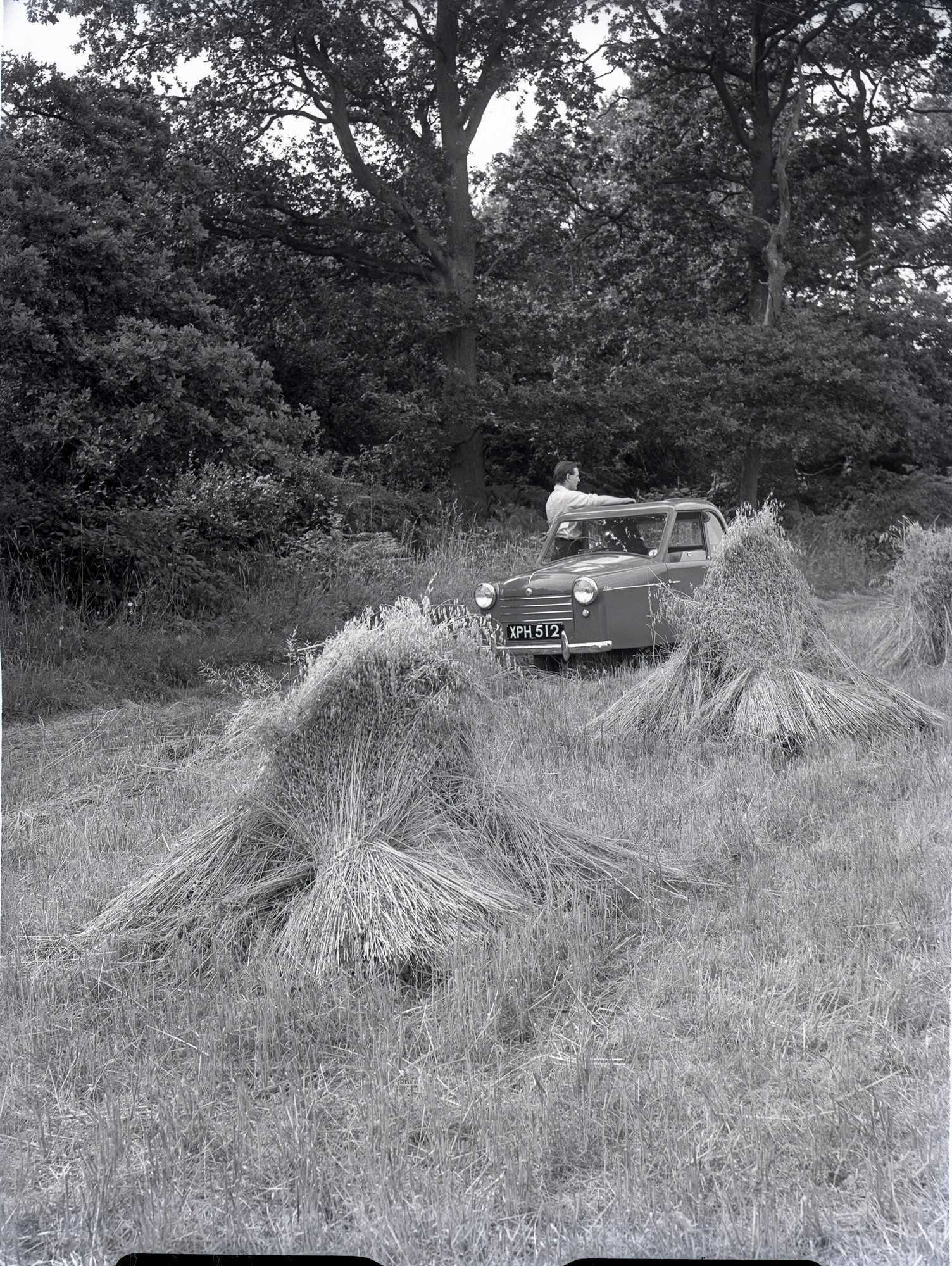 agriculture farming corn stooks | The Stilltime Collection